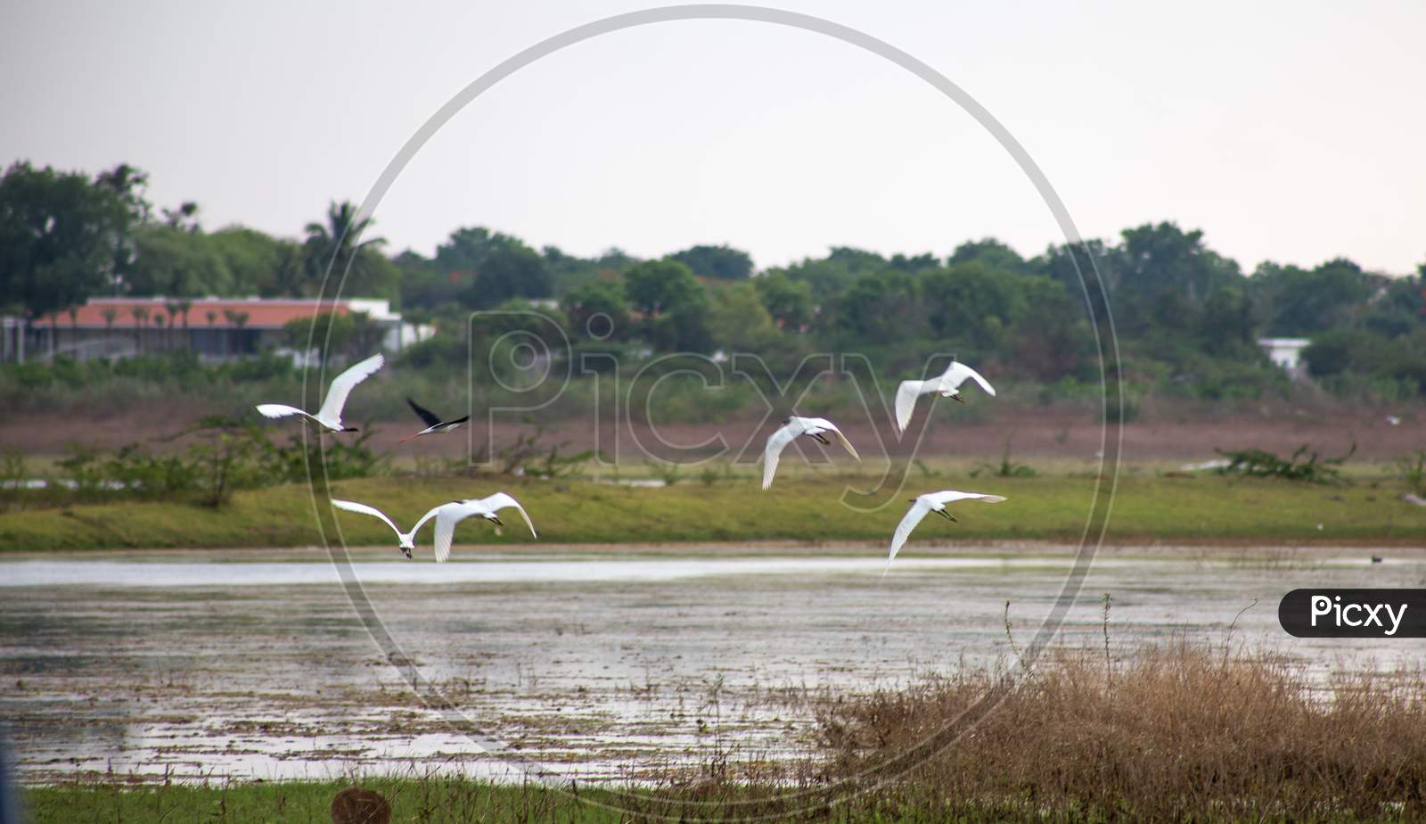 Image of A flock of birds near the lake-CN215019-Picxy