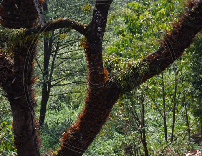 Image of Black Tree Trunk With Blossom, Leaves And Twigs .-QC099364-Picxy