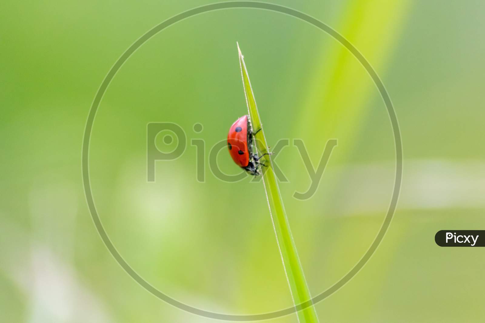 Image of Beautiful black dotted red ladybug beetle climbing in a plant ...