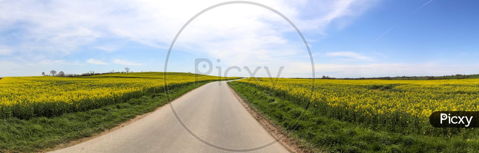 Image of High Resolution Panorama Of Yellow Fields Of Flowering Rape ...