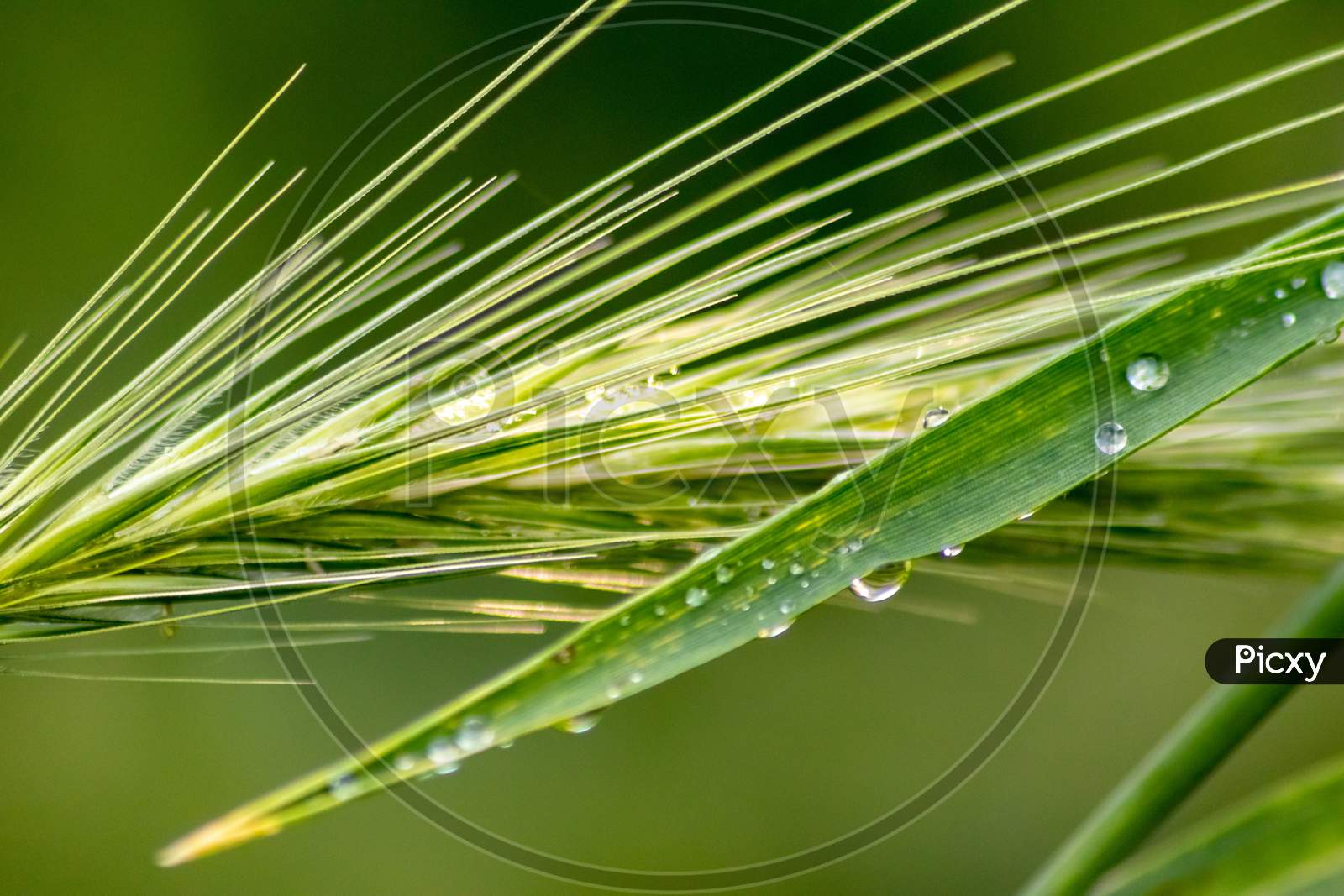Image of Growing farming field with grain cereal, green wheat waiting for growth for harvest and ...