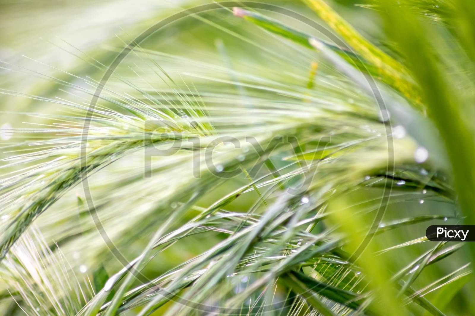 Image of Growing farming field with grain cereal, green wheat waiting for growth for harvest and ...