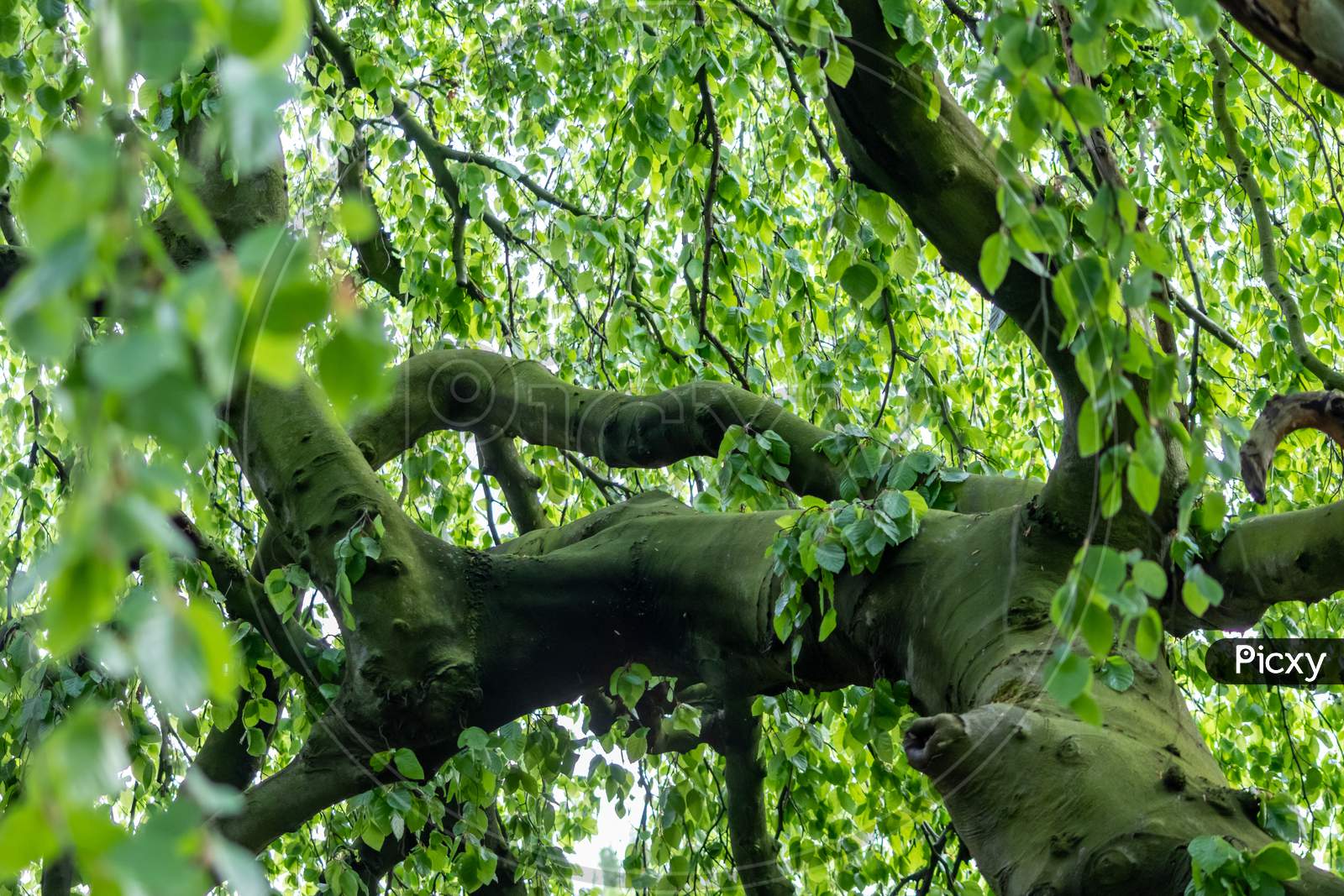 Image of View into tree crown looking up into the green foliage in ...