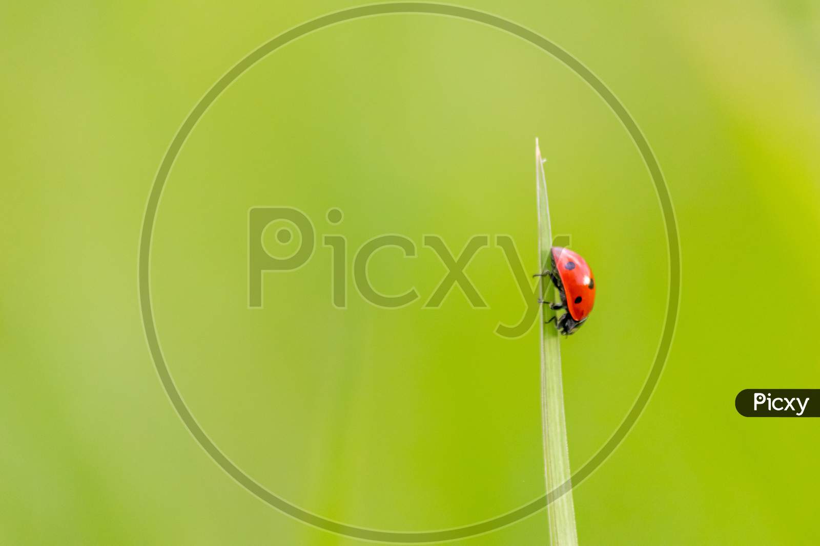 Image of Beautiful black dotted red ladybug beetle climbing in a plant ...
