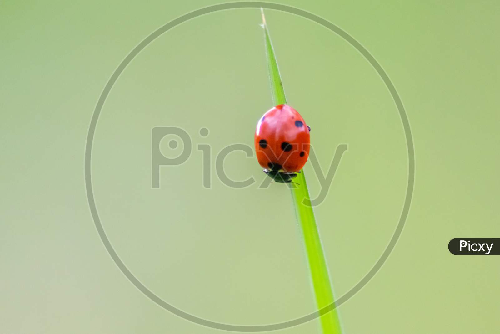 Image of Beautiful black dotted red ladybug beetle climbing in a plant ...