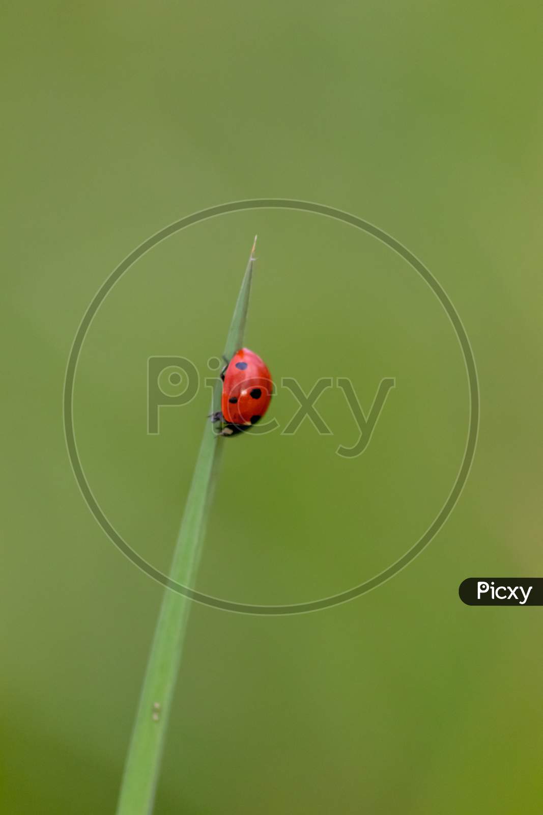 Image of Beautiful black dotted red ladybug beetle climbing in a plant ...