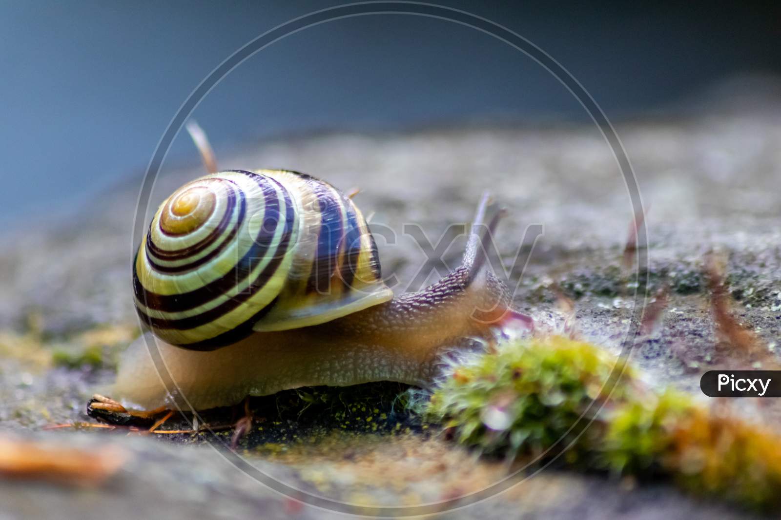 Image of Banded garden snail with a big shell in close-up and macro ...