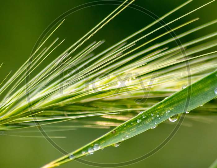 Image of Growing farming field with grain cereal, green wheat waiting for growth for harvest and ...