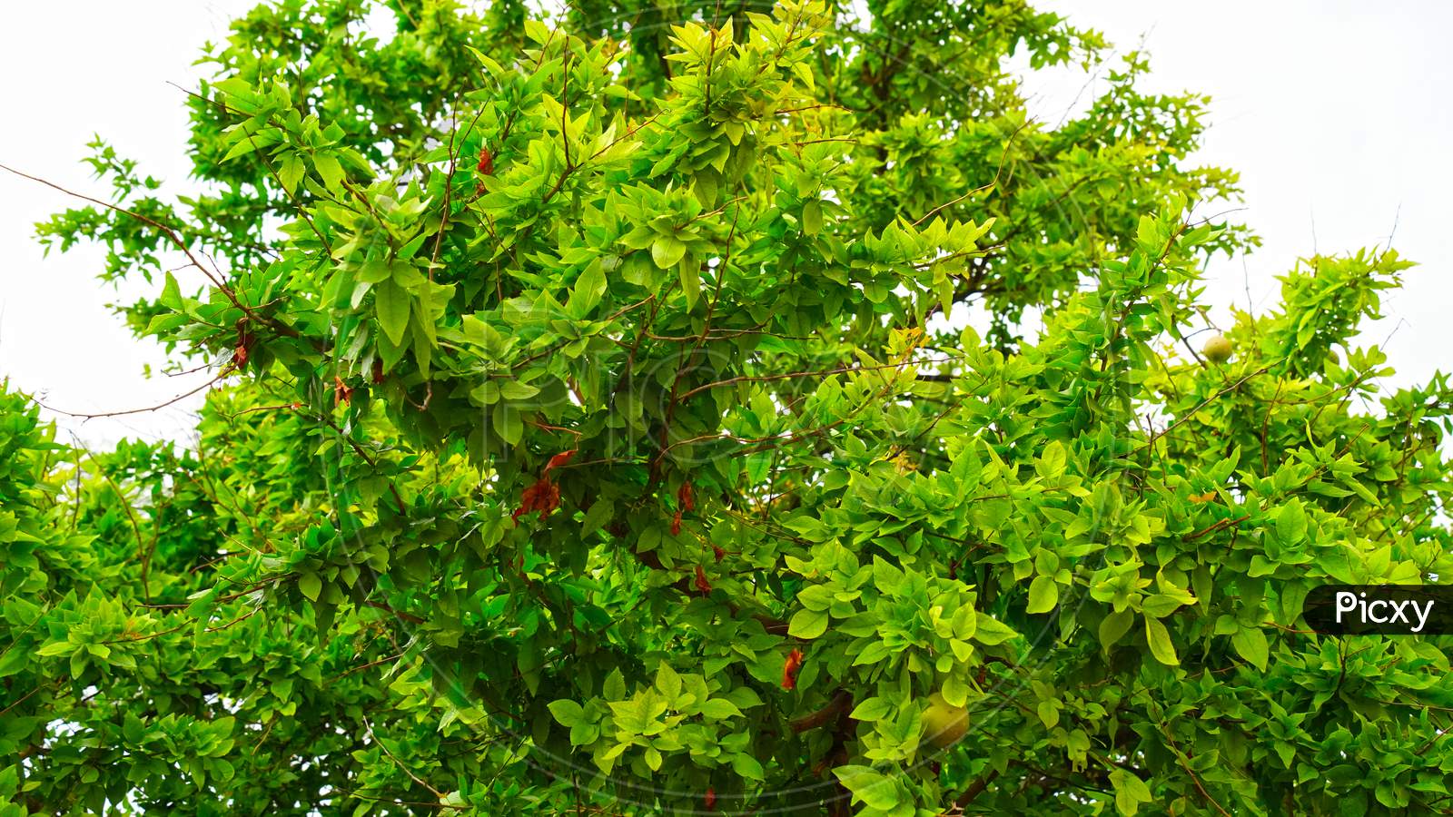 Image of Bael Patra Or Aegle Marmelos, Commonly Known As Bael Or Bhel ...