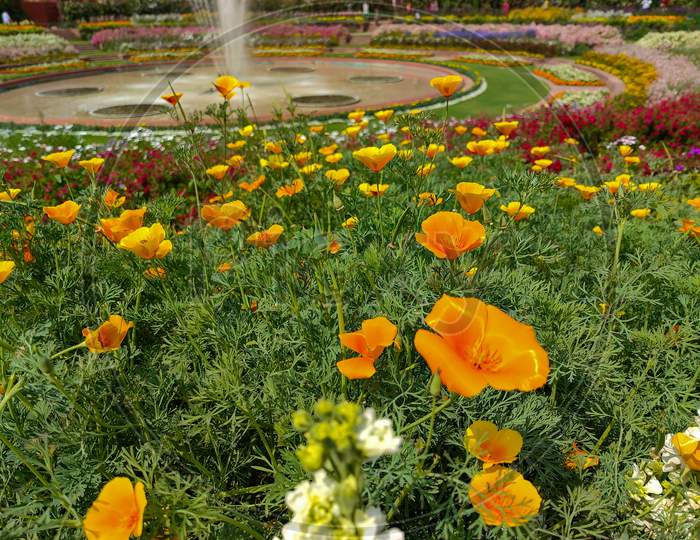 Image of lots of beautiful flower Mughal garden Delhi Rashtrapati ...