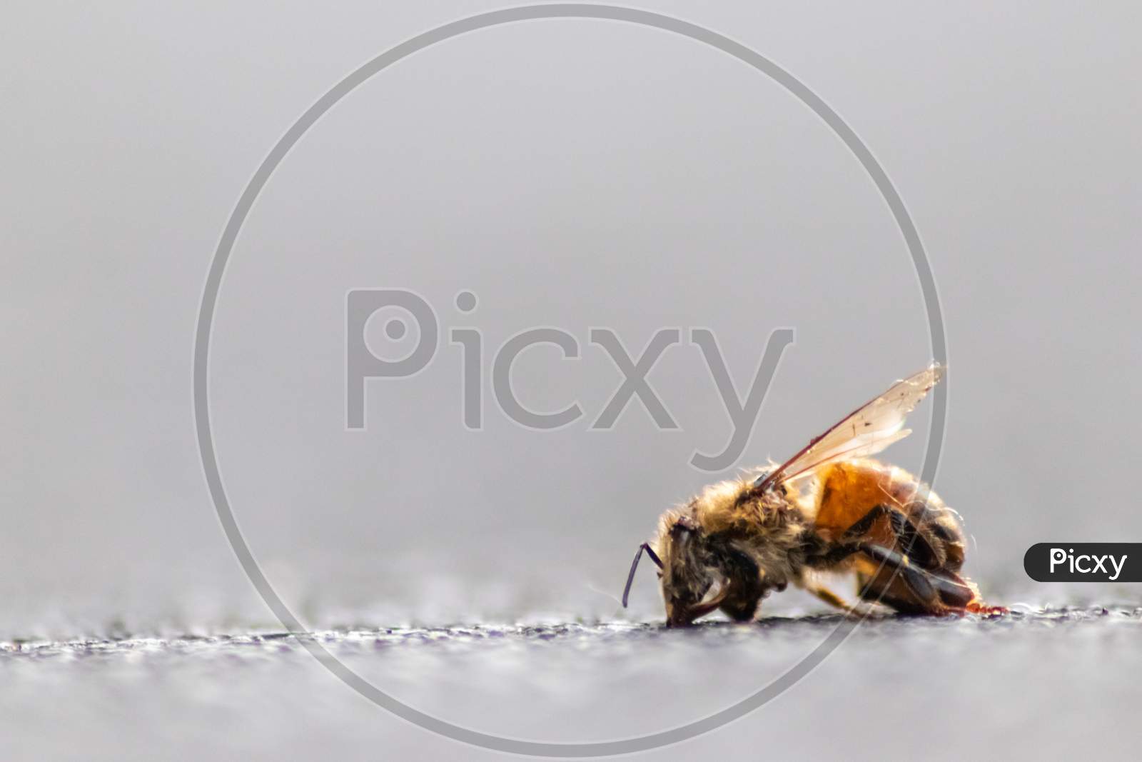 Image of Dead bee on the ground poisoned or infected by varroa-mite ...