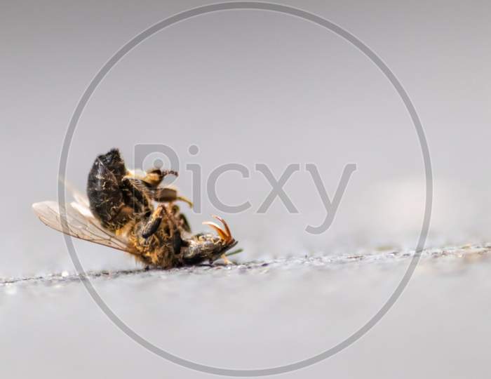 Image of Dead bee on the ground poisoned or infected by varroa-mite ...