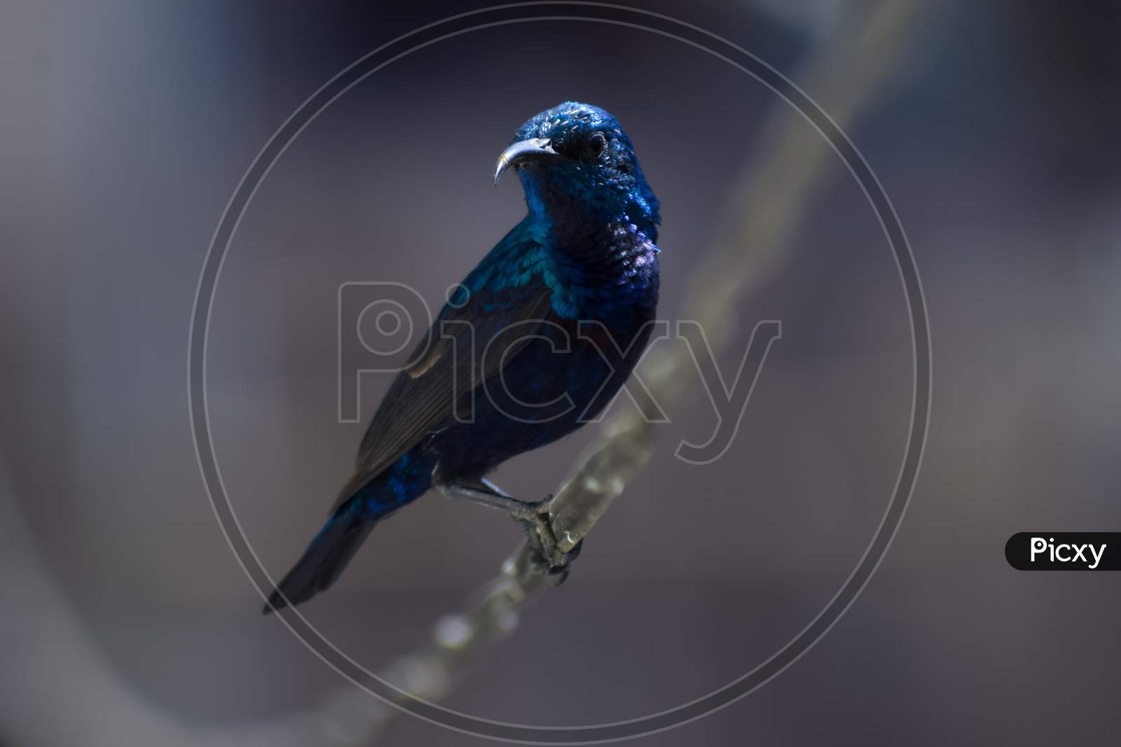 Image of Blue sunbird-UM081648-Picxy