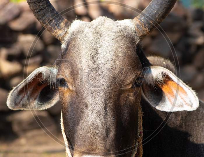 Image of Indian ox on a farm-PL249741-Picxy