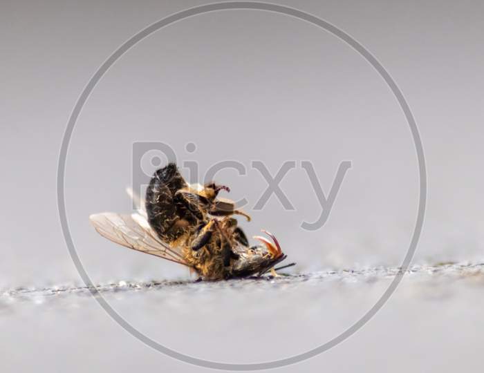 Image of Dead bee on the ground poisoned or infected by varroa-mite ...