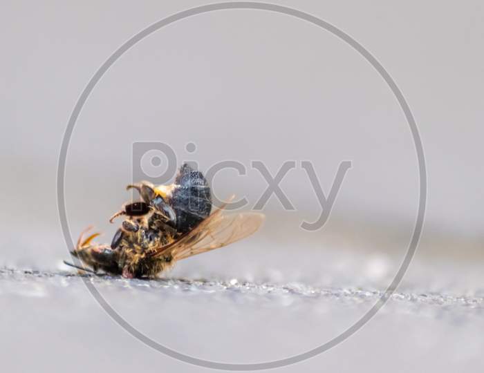 Image of Dead bee on the ground poisoned or infected by varroa-mite ...