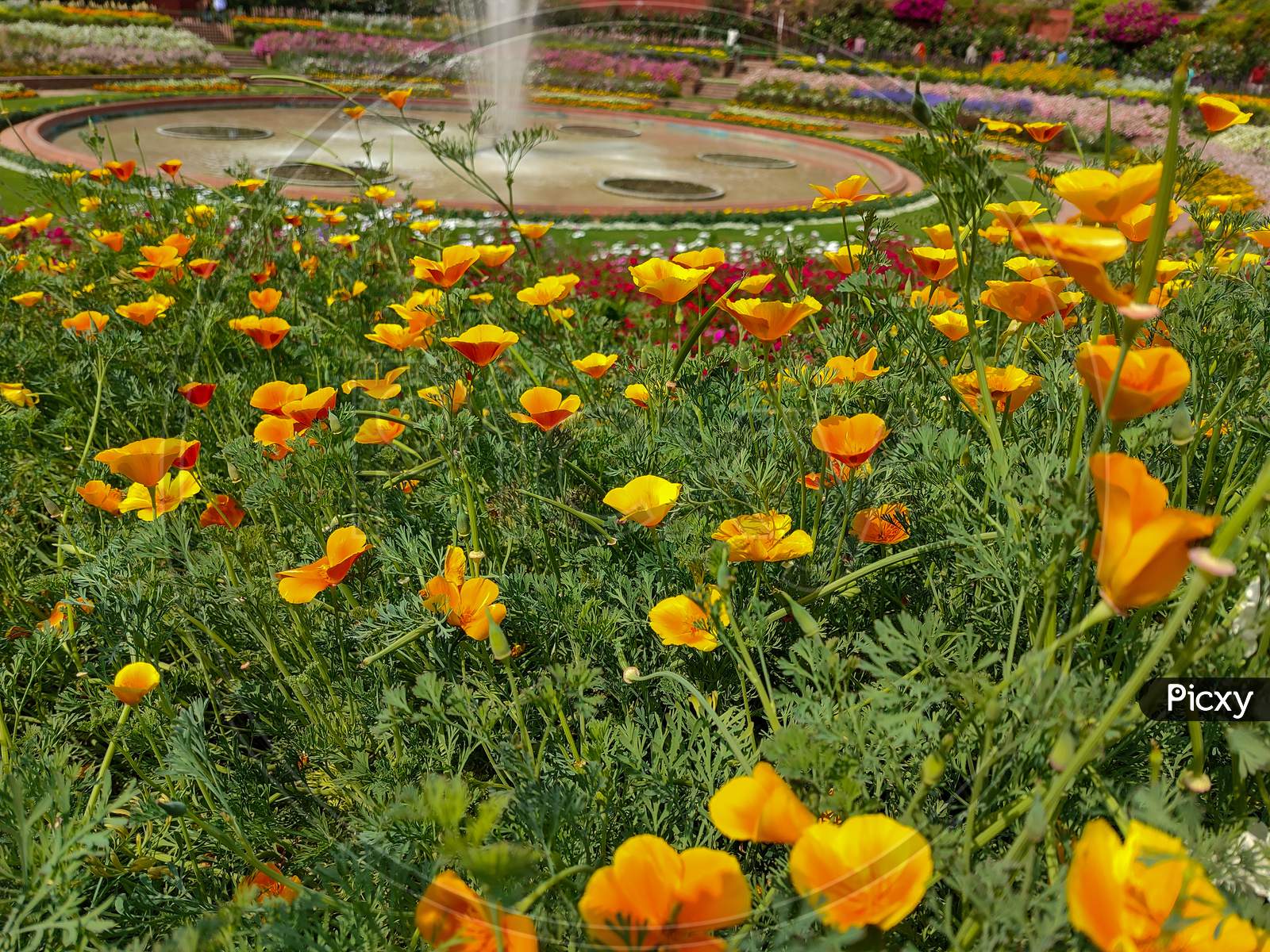 Image of lots of beautiful flower Mughal garden Delhi Rashtrapati ...
