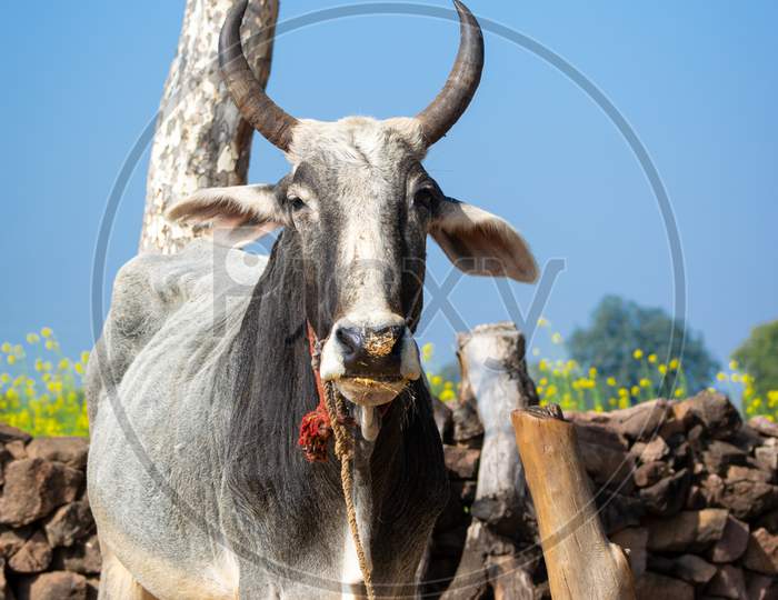 Image of Indian ox on a farm-FB825047-Picxy