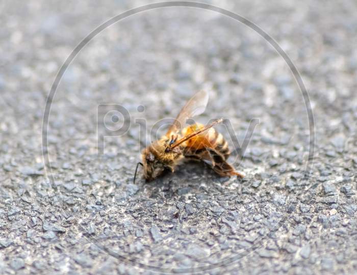 Image of Dead bee on the ground poisoned or infected by varroa-mite ...
