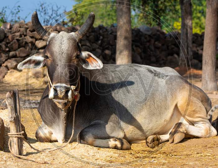Image of Indian ox on a farm-EO573026-Picxy
