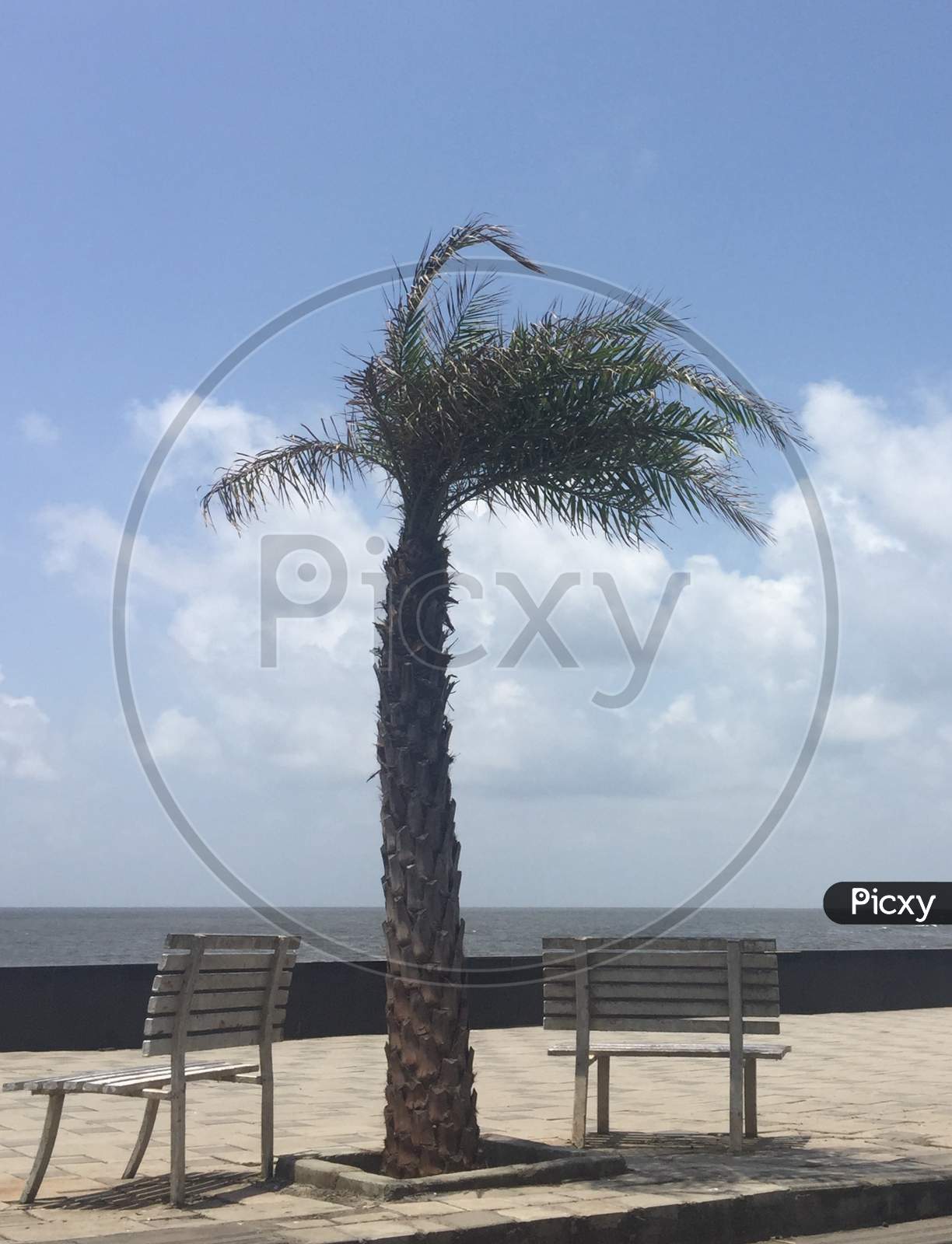 Image of Old bench, palm tree, calm sea-KE869840-Picxy