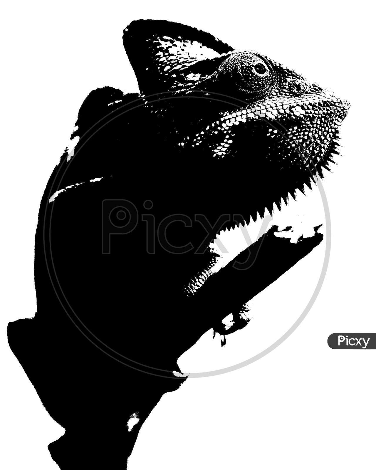 Image of A creative beautiful design animal design-CE150649-Picxy