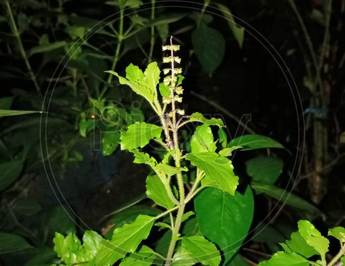 Image of Kerala thulasi-MH702987-Picxy