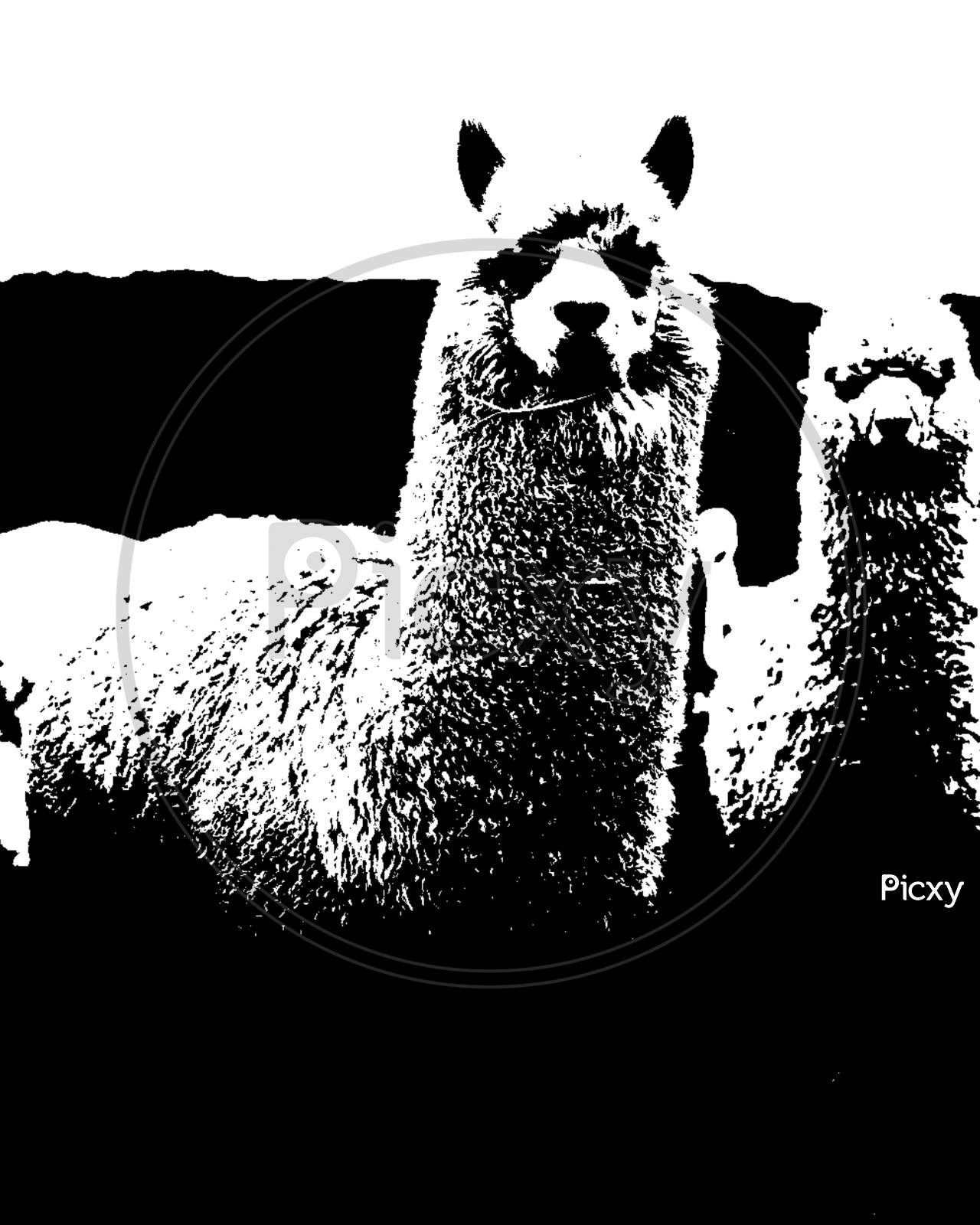 Image of A creative beautiful design in animals art-MM648322-Picxy