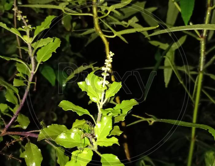 Image of Kerala thulasi-MH702987-Picxy