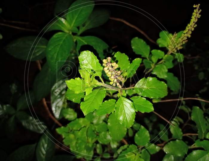 Image of Kerala thulasi-MH702987-Picxy