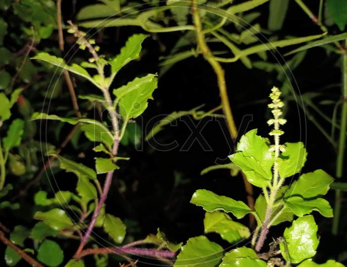 Image of Kerala thulasi-MH702987-Picxy