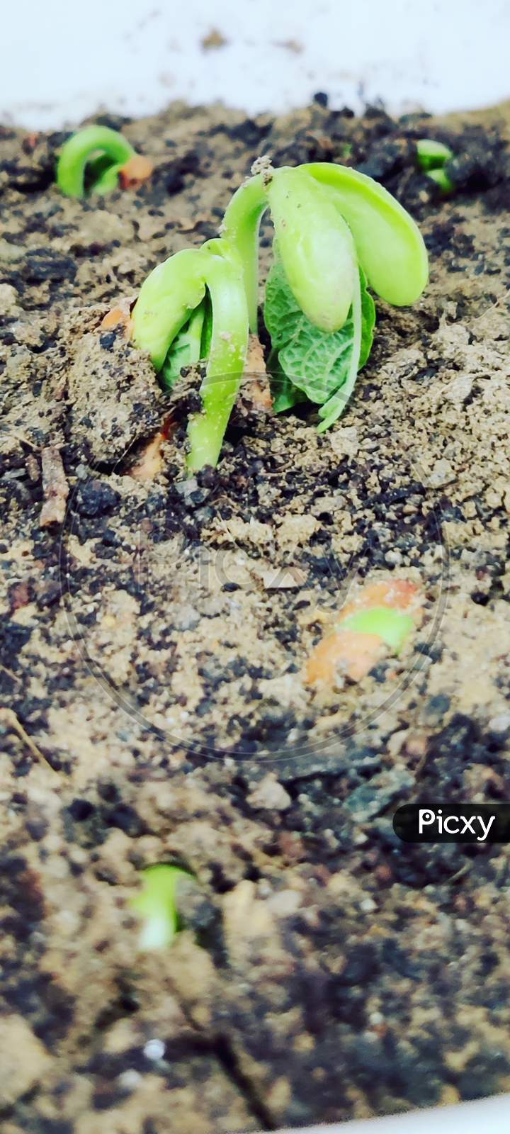 Image of Beans Sapling-DC893632-Picxy