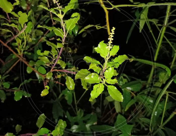 Image of Kerala thulasi-MH702987-Picxy