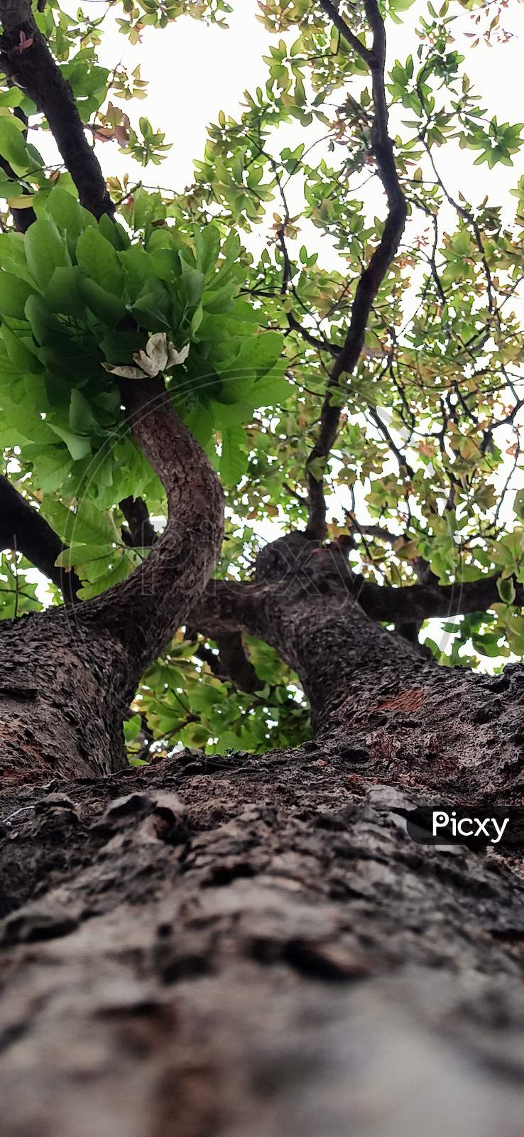 Image of Tree Trunk and Branches-GZ365713-Picxy