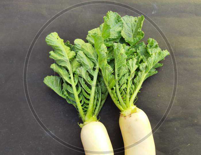 Image of Radish is an edible root vegetable of the family Brassicaceae ...