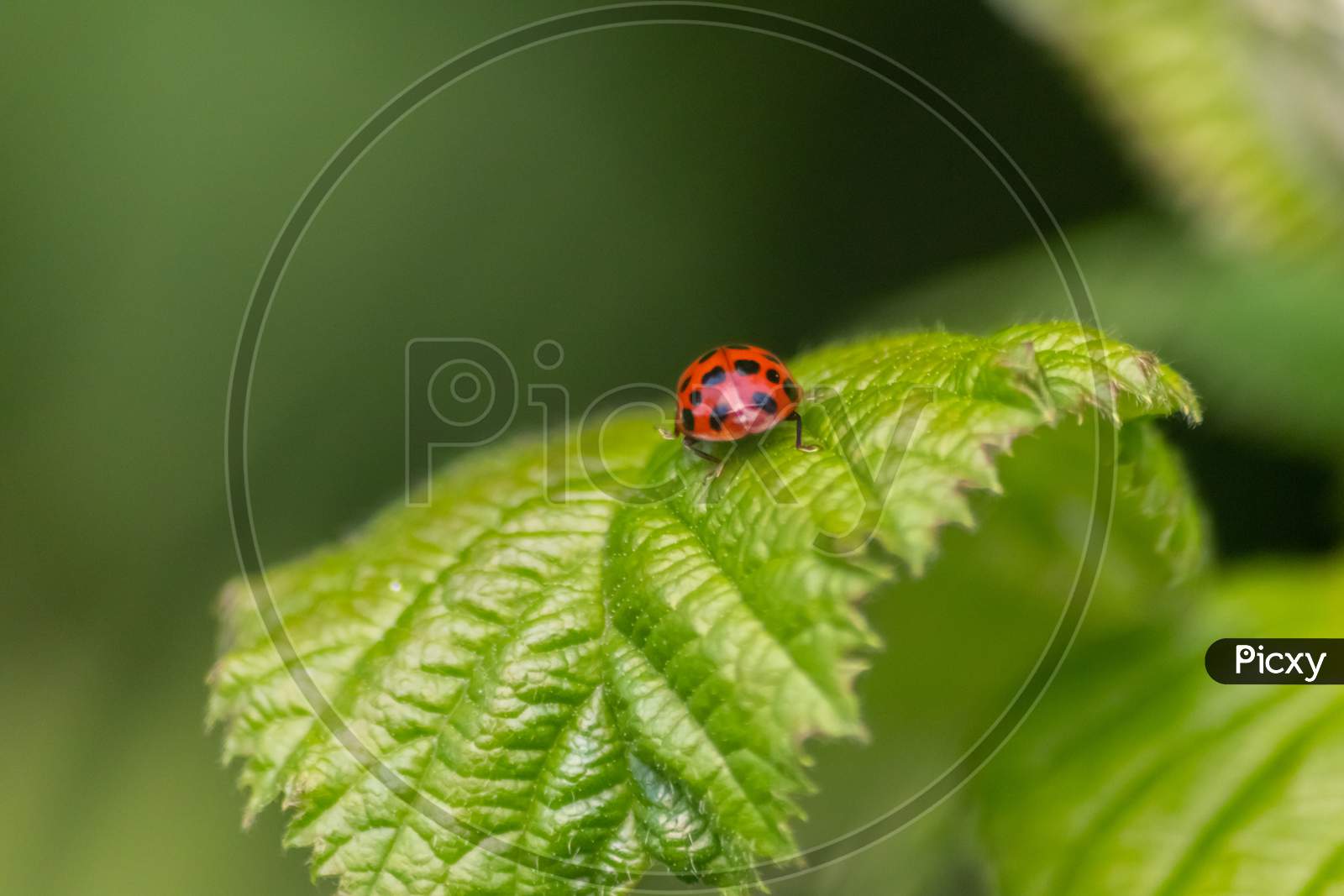 Image of Beautiful black dotted red ladybug beetle climbing in a plant ...