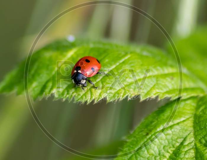 Image of Beautiful black dotted red ladybug beetle climbing in a plant ...