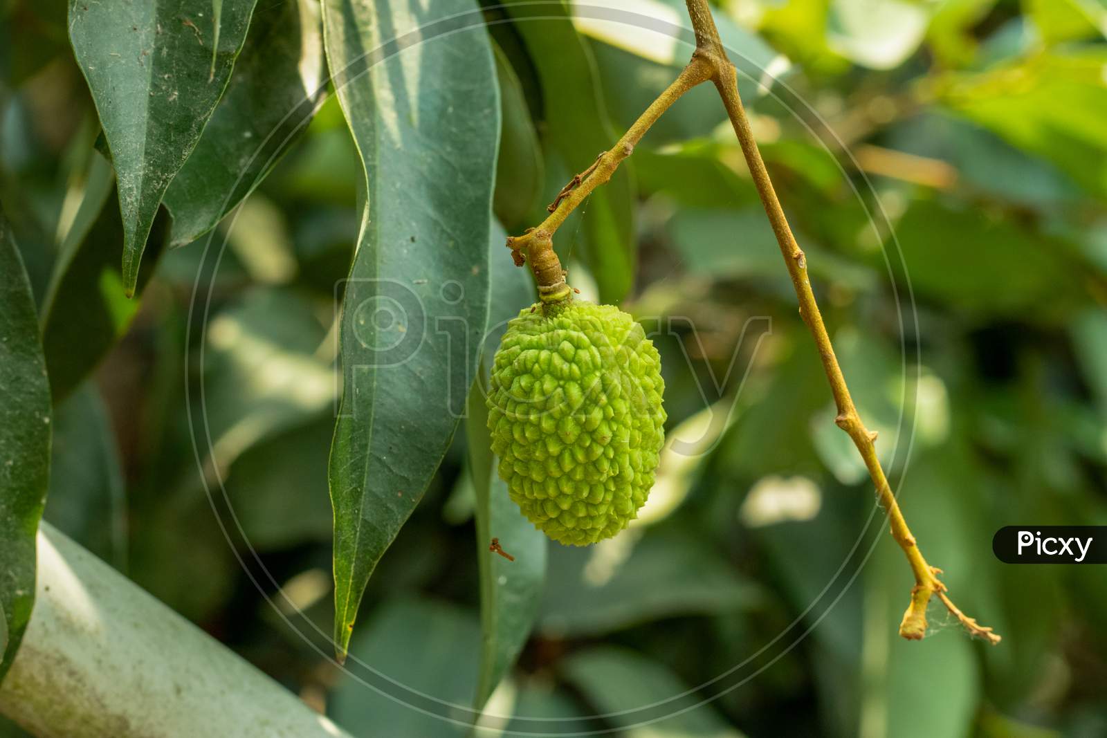 Image of Single Raw Green Litchi Is A Seasonal Fruit Very Sweet And ...