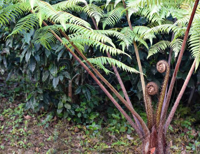 Image of Close Up View Of Cyathea Lepifera, Green Fern Tree .-LN813363 ...