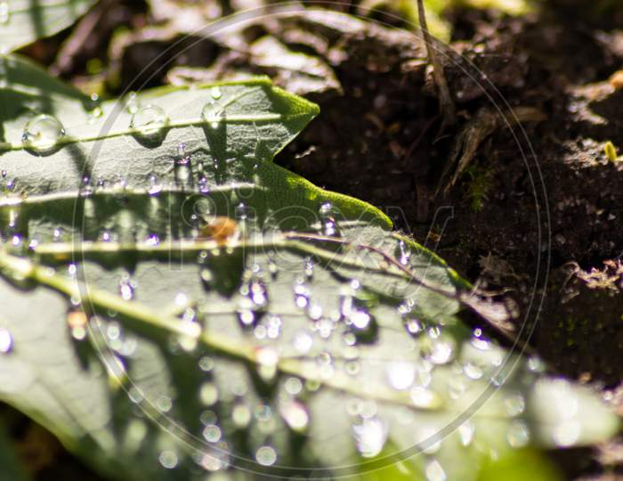 Image of Macro of rain drops on a green maple leaf with sparkling sun ...