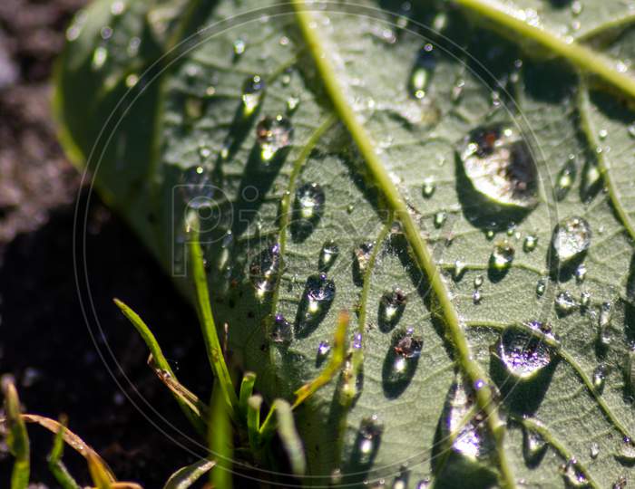 Image of Macro of rain drops on a green maple leaf with sparkling sun ...