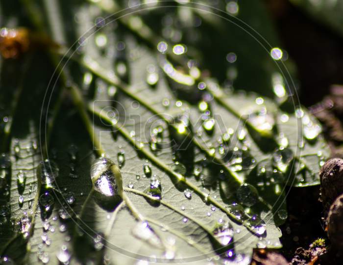 Image of Macro of rain drops on a green maple leaf with sparkling sun ...