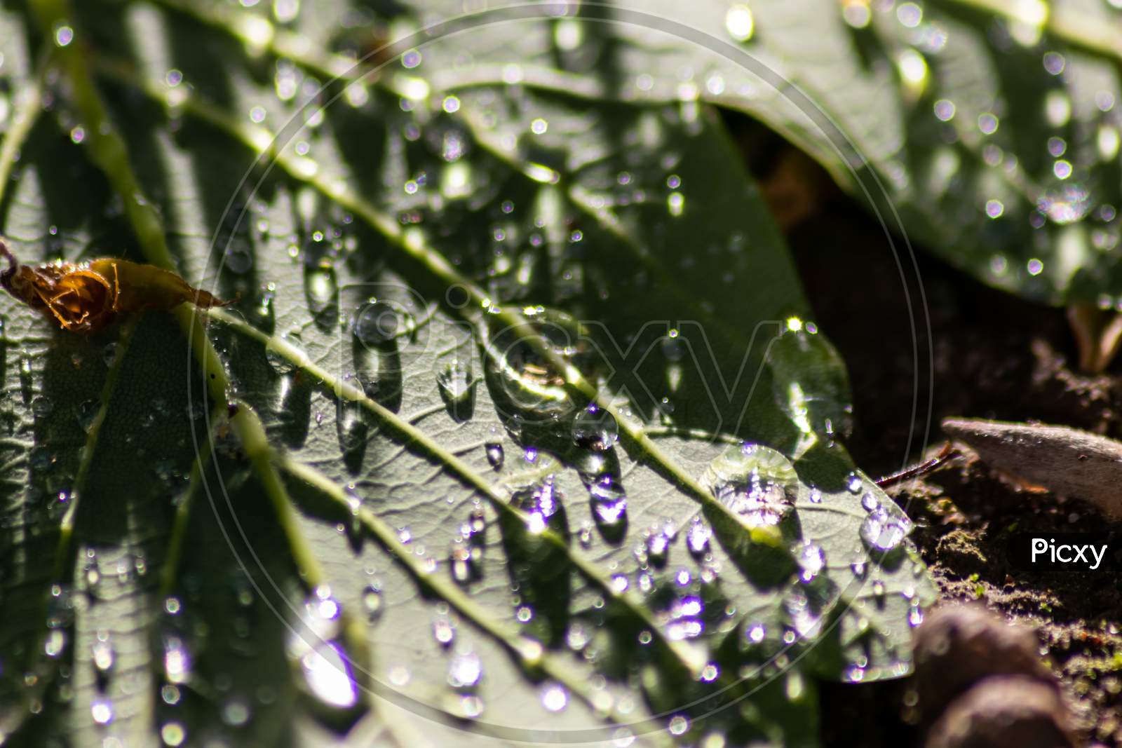 Image of Macro of rain drops on a green maple leaf with sparkling sun ...
