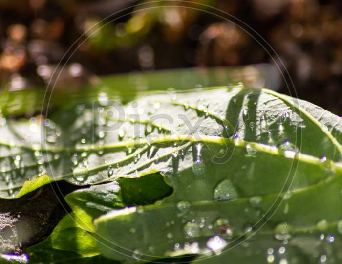 Image of Macro of rain drops on a green maple leaf with sparkling sun ...