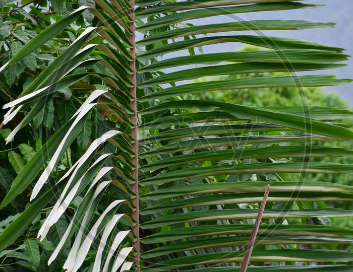 Image of Arenga Pinnata Commonly Known As Sugar Palm, Green Folios ...