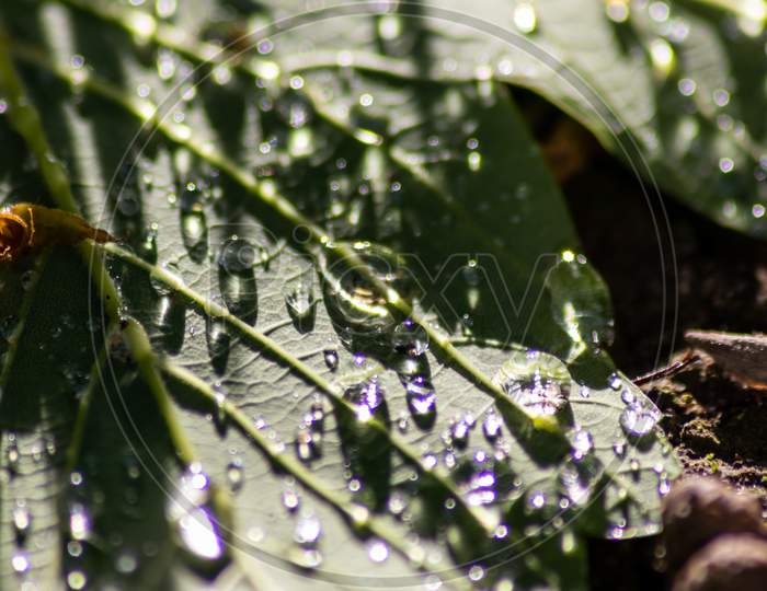 Image of Macro of rain drops on a green maple leaf with sparkling sun ...