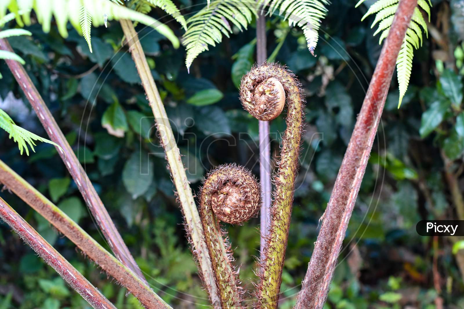 Image of Close Up View Of Cyathea Lepifera, Green Fern Tree .-LN813363 ...