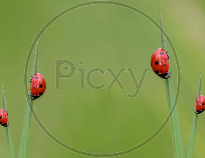 Image of Beautiful black dotted red ladybugs climbing plant with ...