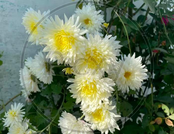 Image of Flower plant-IF261686-Picxy