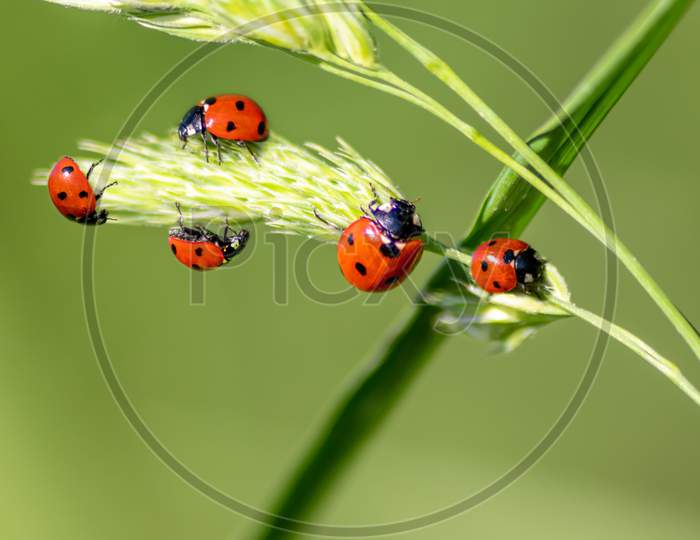 Image of Beautiful black dotted red ladybugs climbing plant with ...